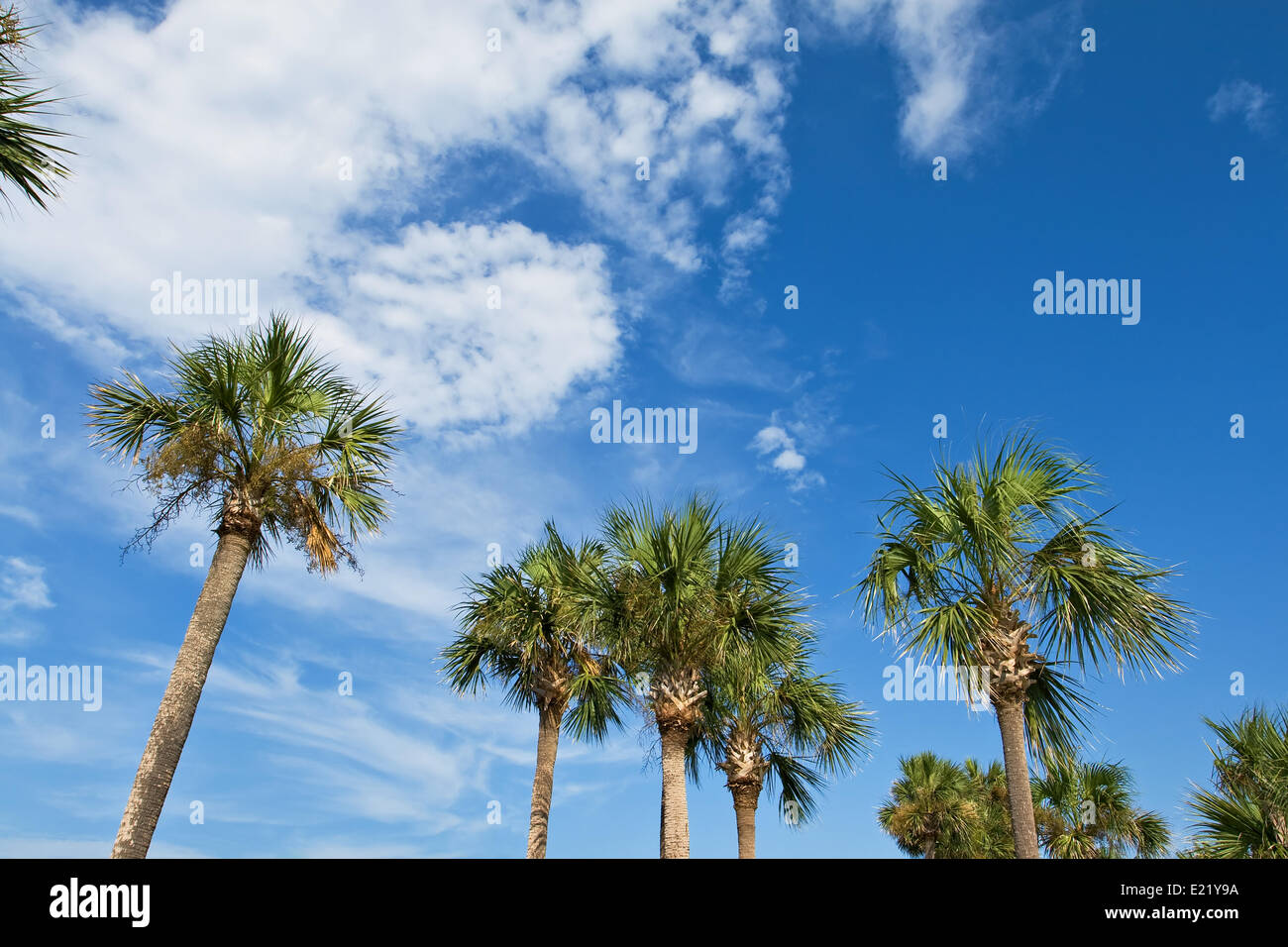 palm trees over blue sky Stock Photo - Alamy