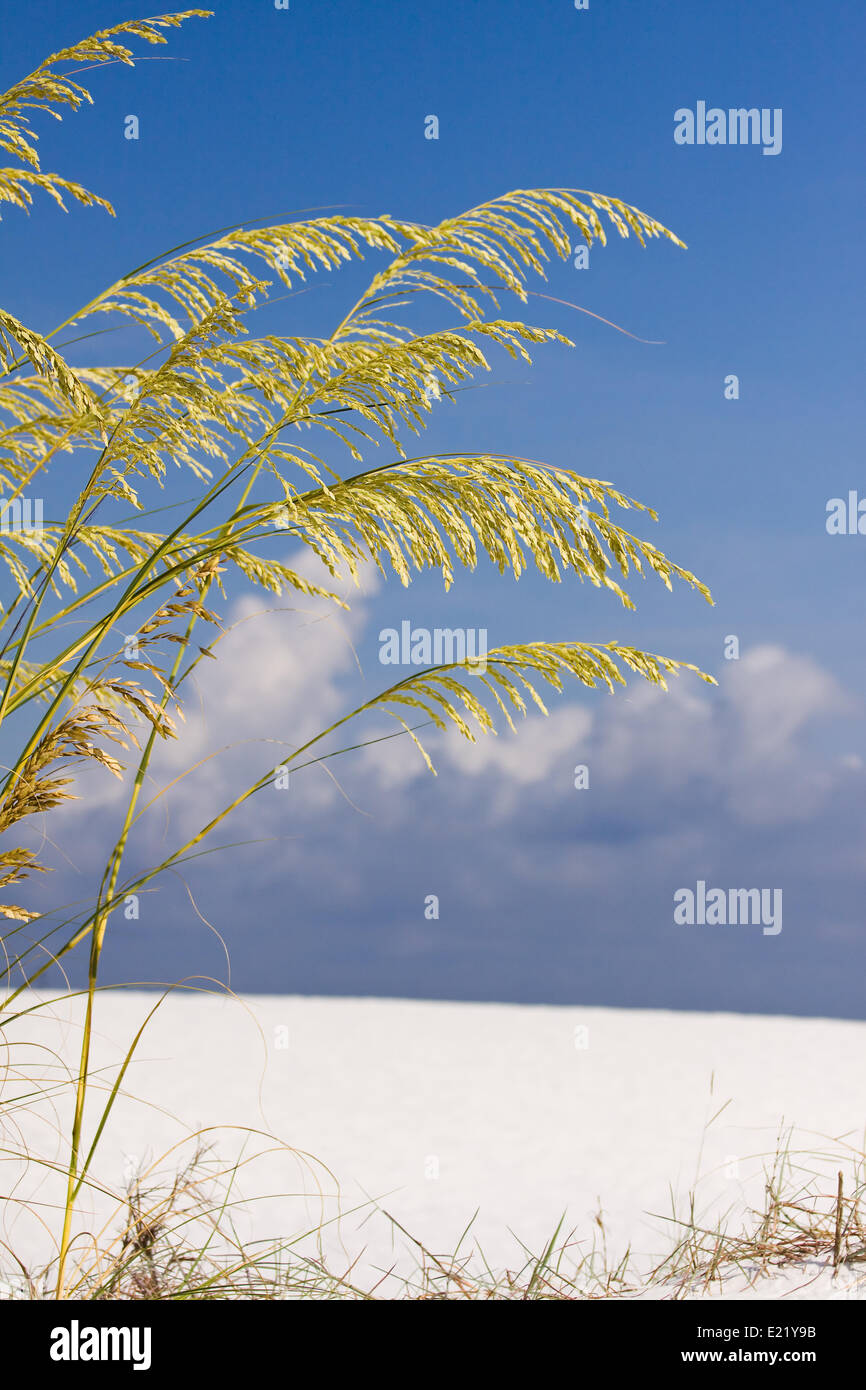 Seaside oats hi-res stock photography and images - Alamy