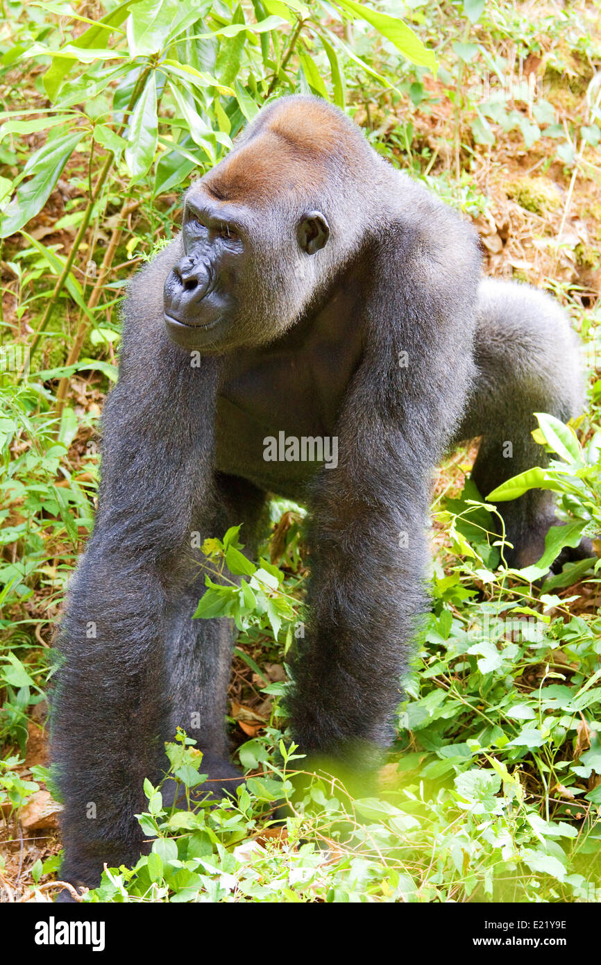 Silverback gorilla hi-res stock photography and images - Alamy