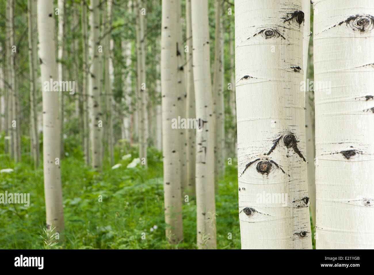 birch tree in aspen - usa Stock Photo - Alamy