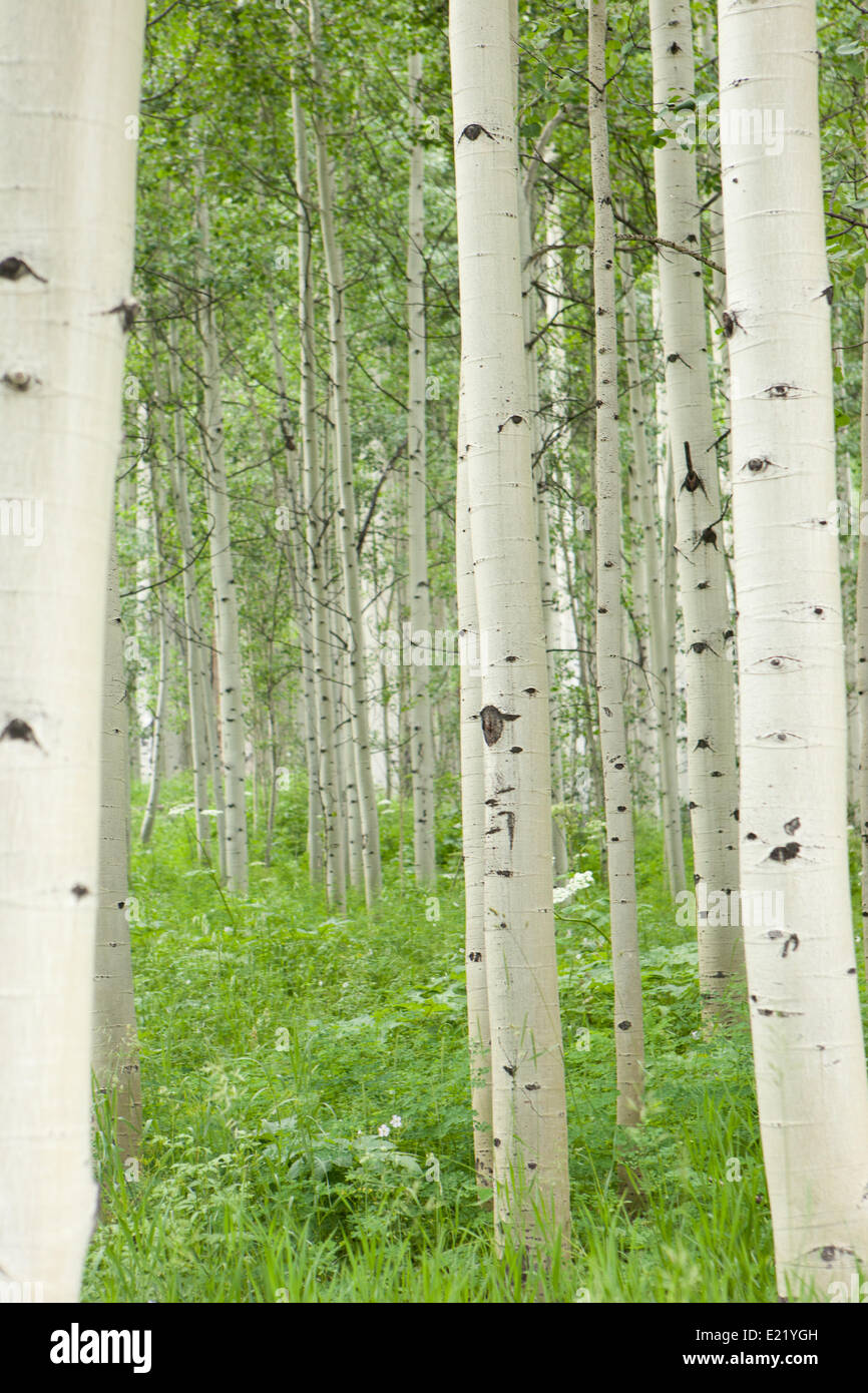 Aspen birch hi-res stock photography and images - Alamy