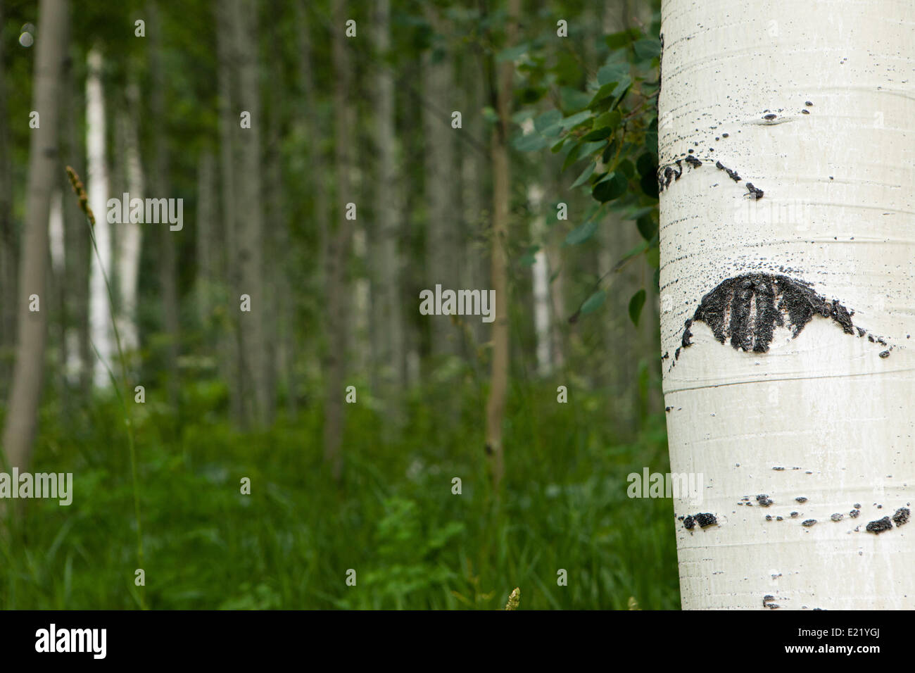 birch tree in aspen - usa Stock Photo - Alamy