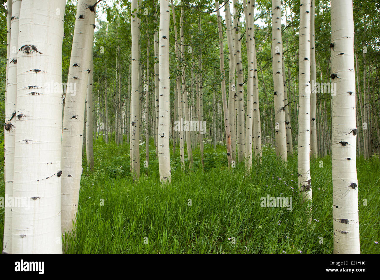 Aspen birch hi-res stock photography and images - Alamy