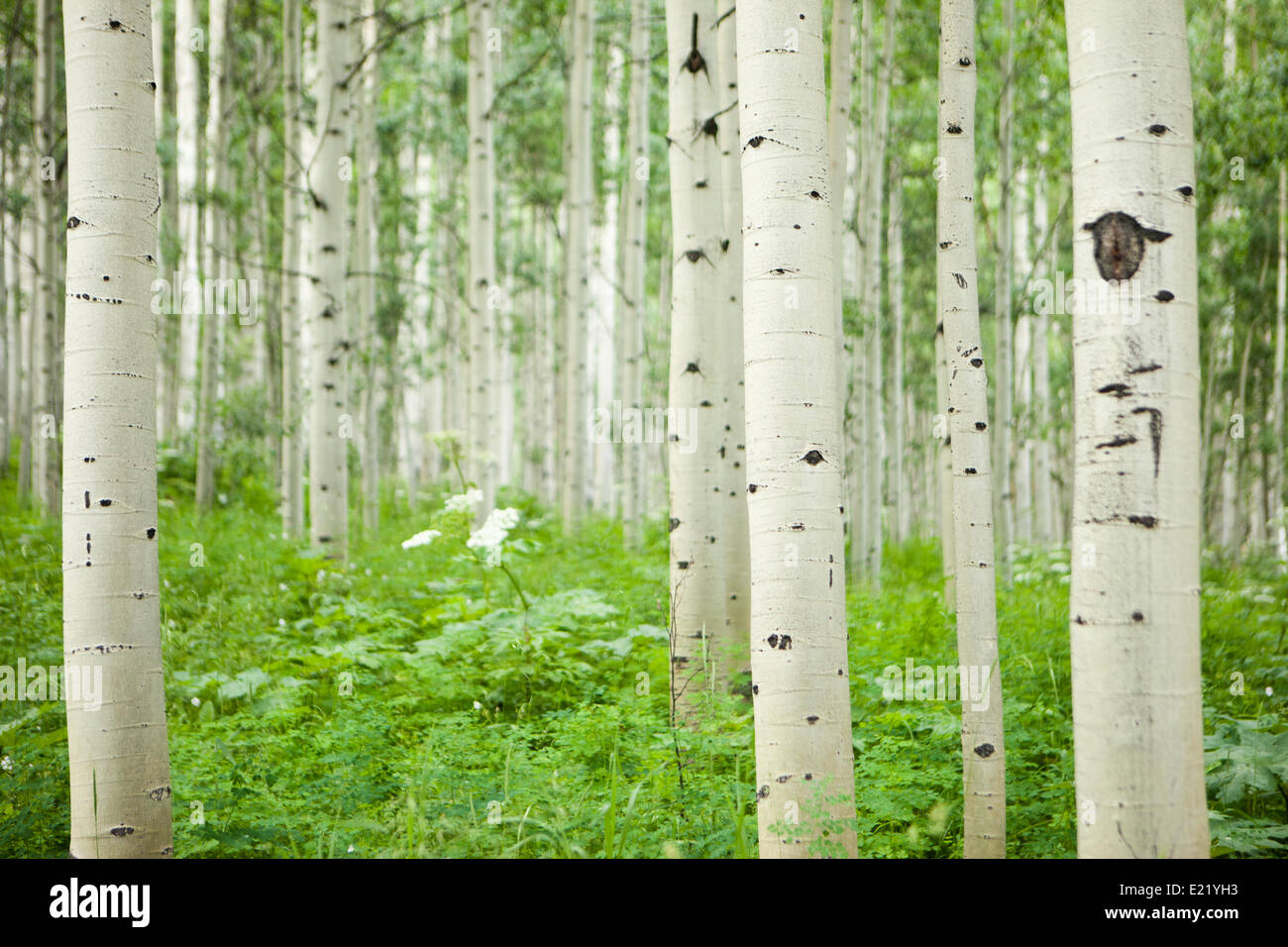 birch tree in aspen - usa Stock Photo - Alamy