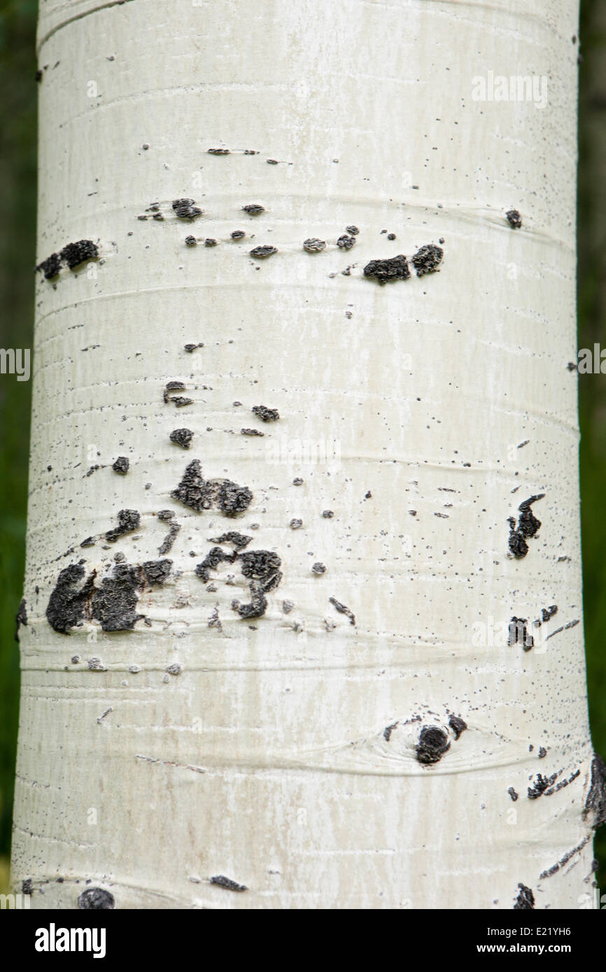 birch tree in aspen - usa Stock Photo - Alamy