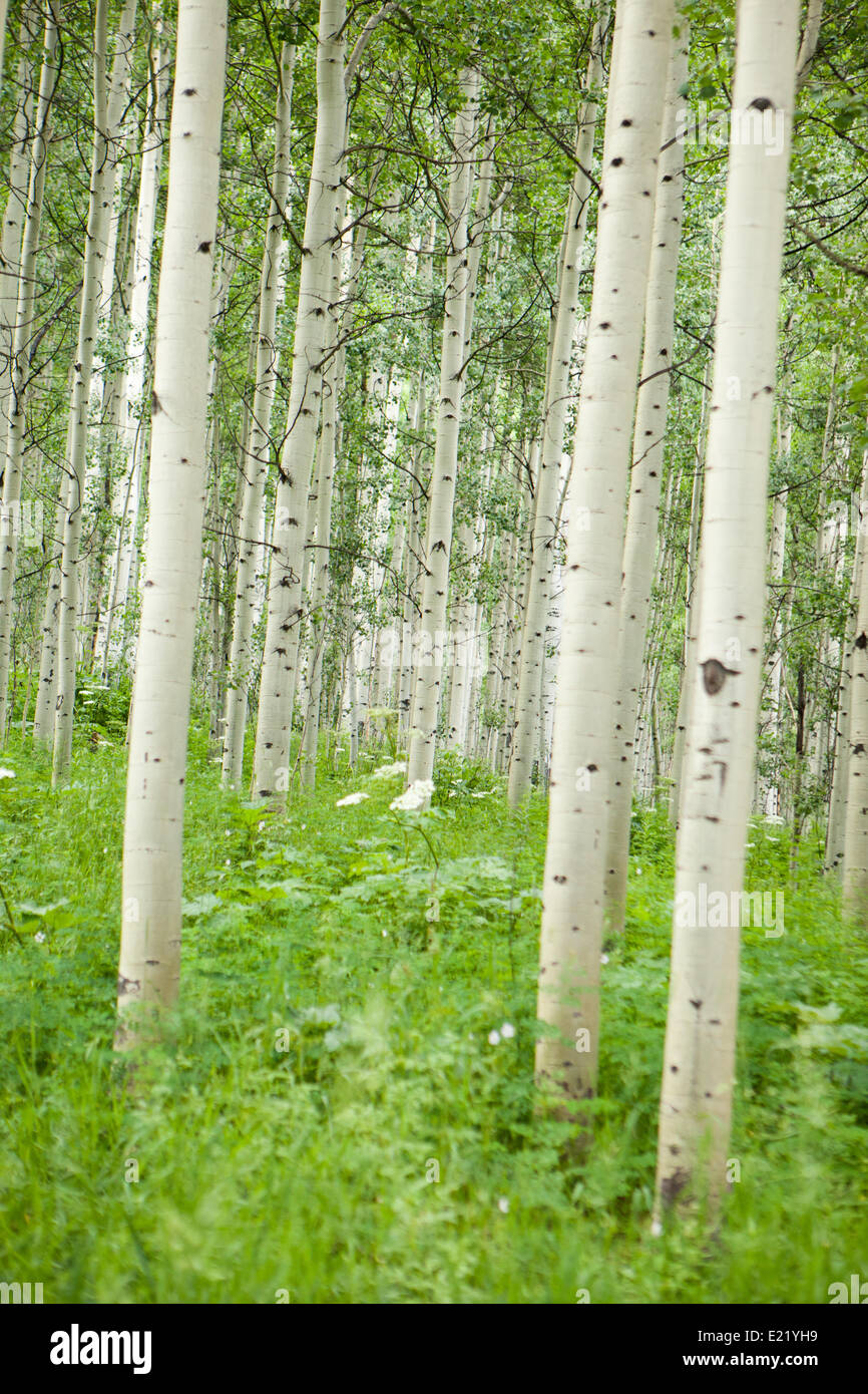 birch tree in aspen - usa Stock Photo - Alamy