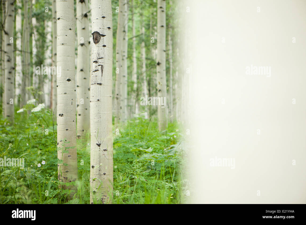 birch tree in aspen - usa Stock Photo - Alamy
