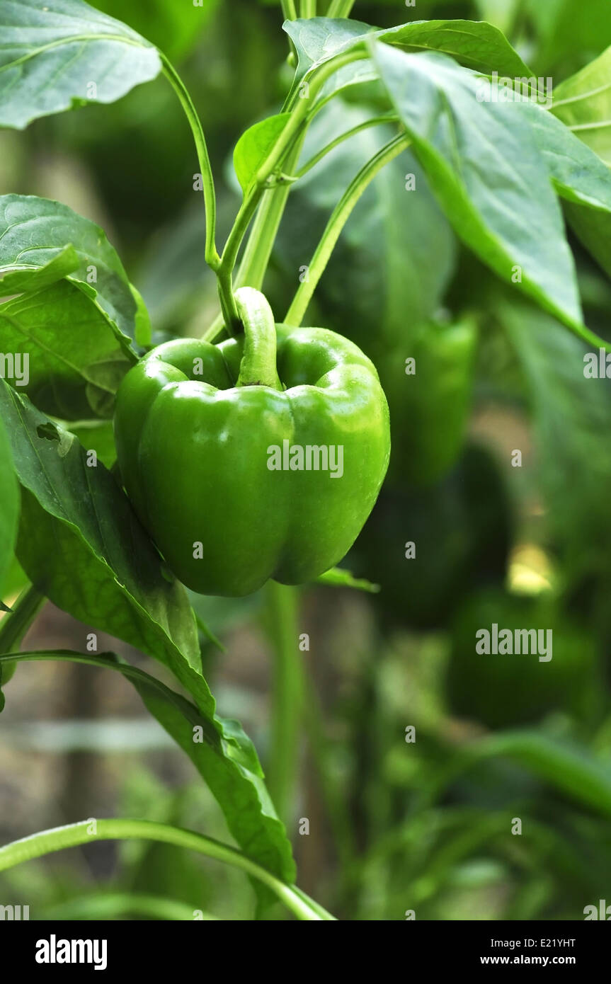 Green bell peppers Stock Photo - Alamy