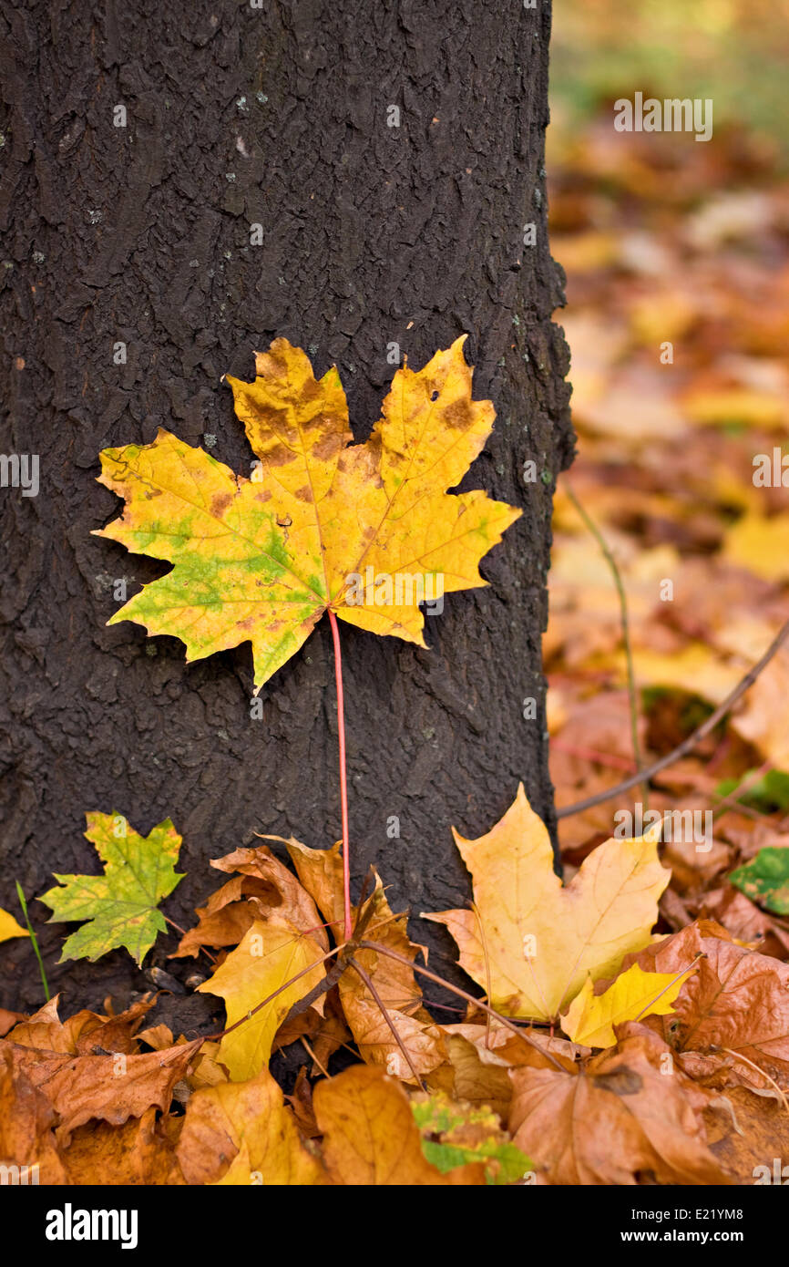 Fragment tree hi-res stock photography and images - Alamy
