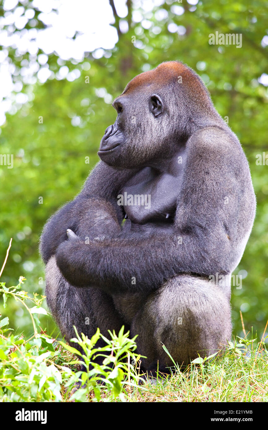 Gorilla face up close hi-res stock photography and images - Alamy