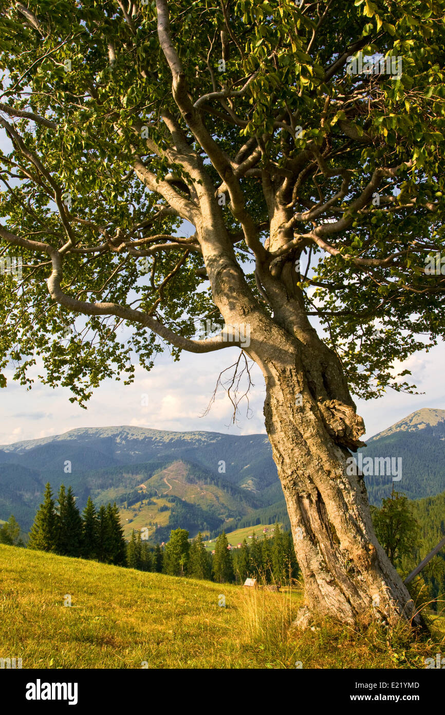field landscape with old tree Stock Photo - Alamy