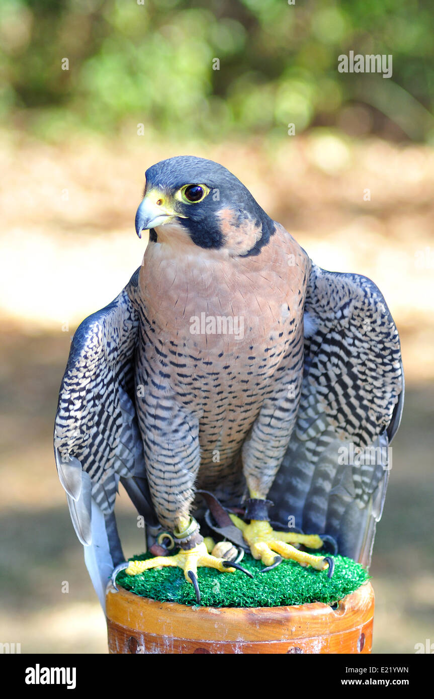 Peregrine falcon hunting hi-res stock photography and images - Alamy