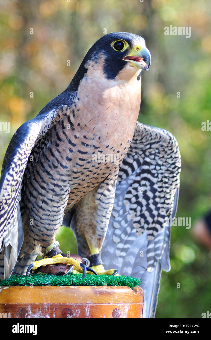 Peregrine falcon hunting hi-res stock photography and images - Alamy