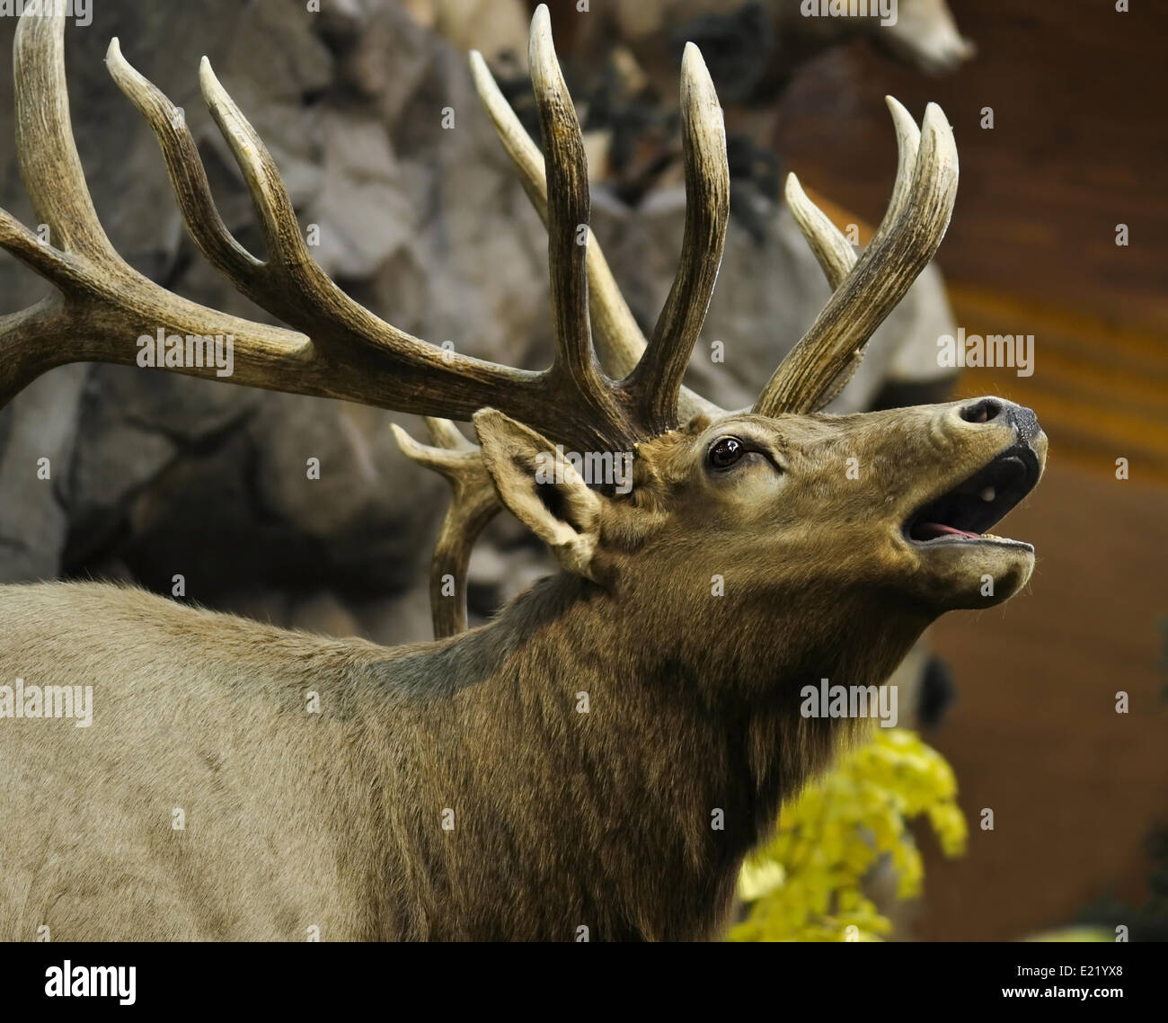 Killed white tailed deer hi-res stock photography and images - Alamy