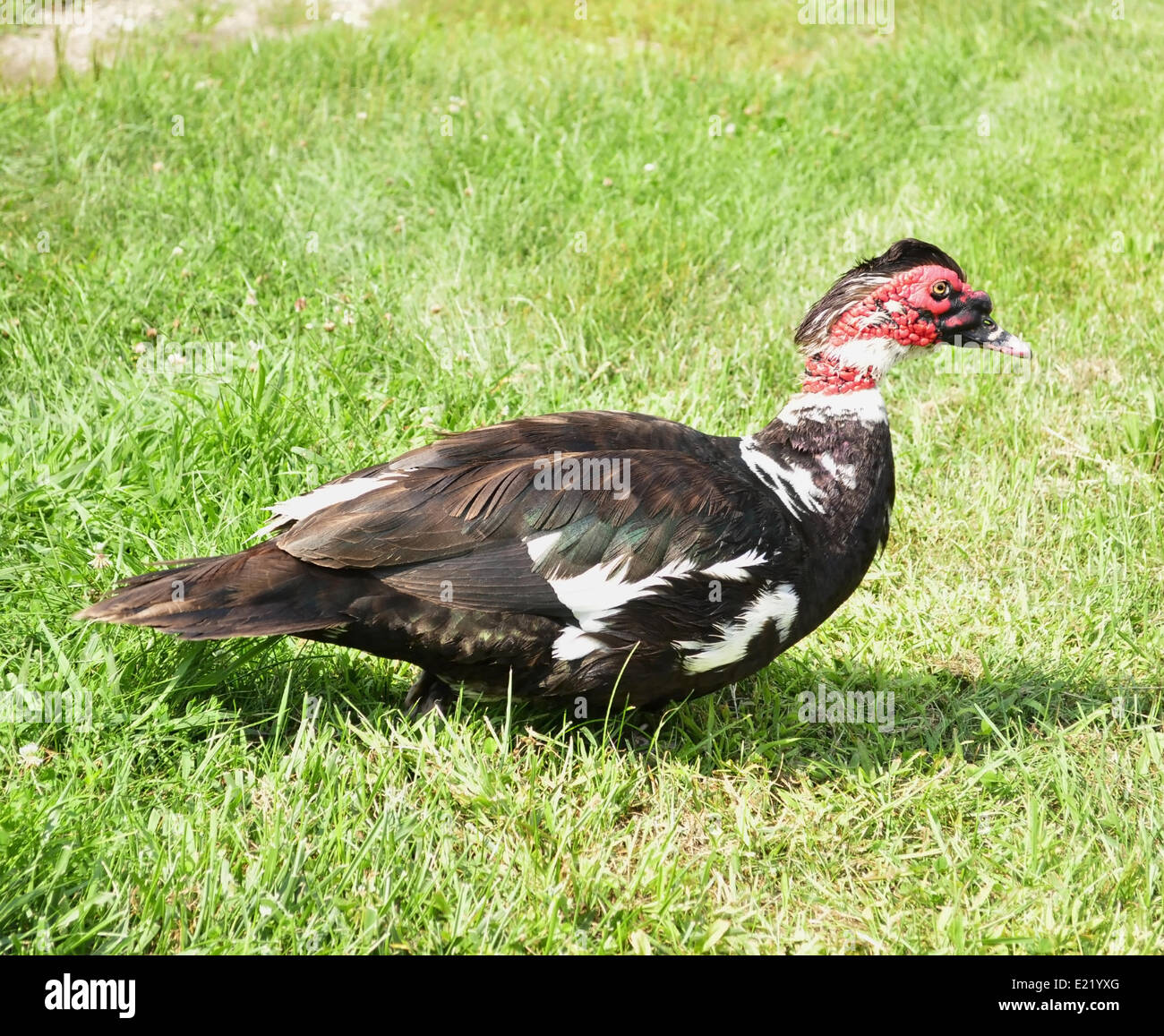 Muscovy duck with red beak hi-res stock photography and images - Alamy
