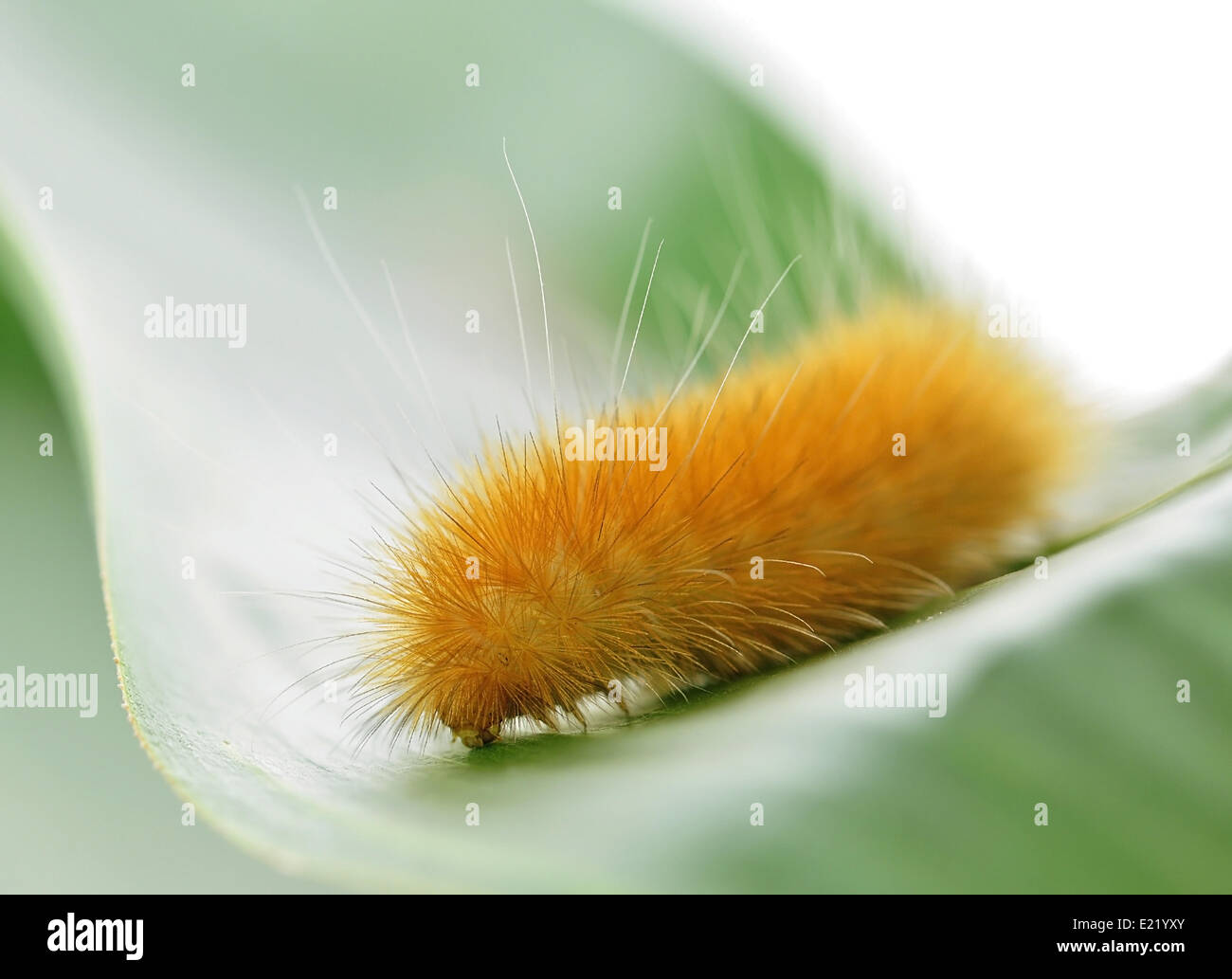 Yellow caterpillar hi-res stock photography and images - Alamy