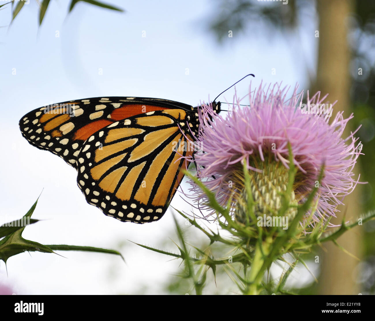 Queen monarch butterfly hi-res stock photography and images - Alamy