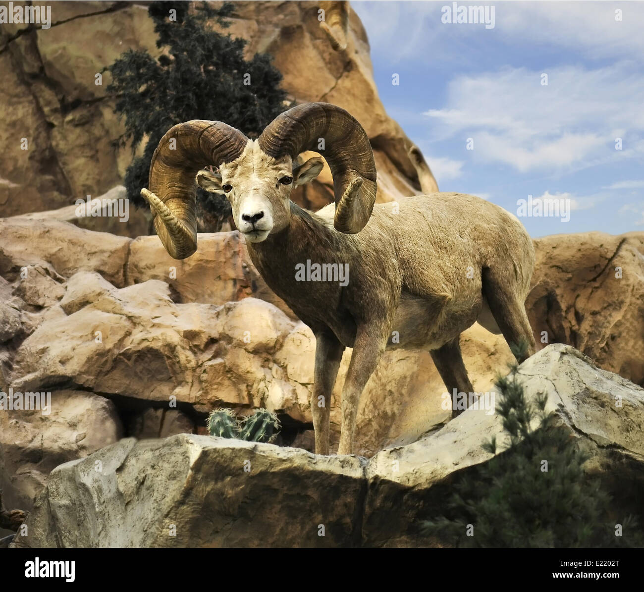 Desert Bighorn Sheep Stock Photo - Alamy