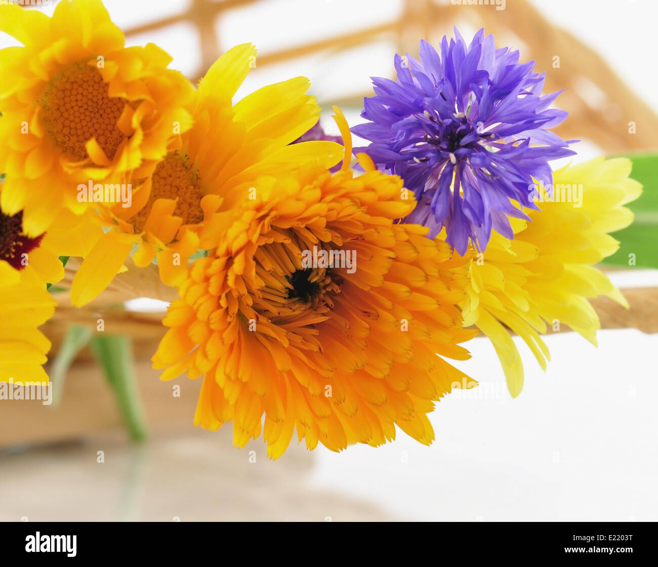 Summer orange cornflower flowers hi-res stock photography and images ...