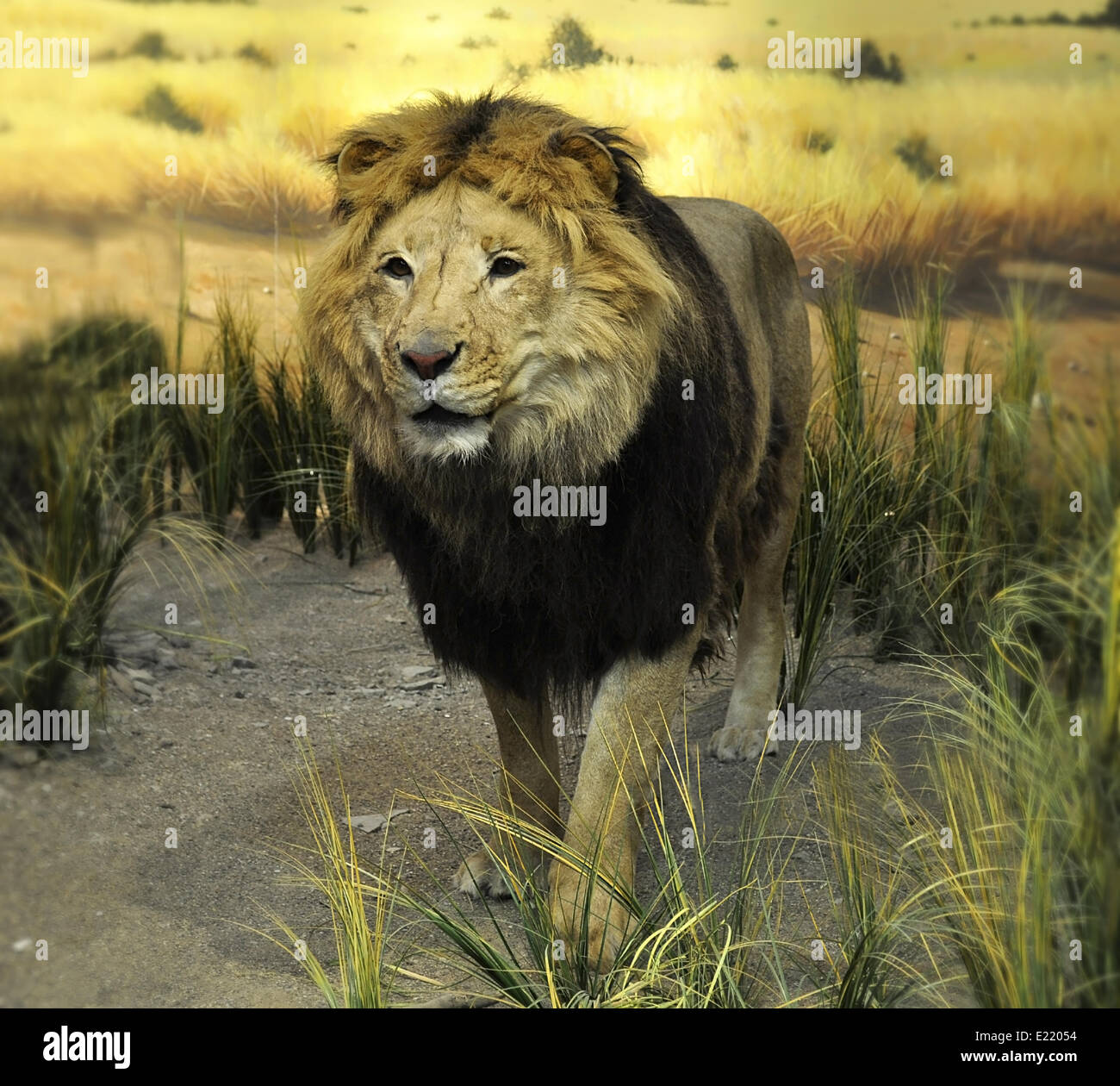 Taxidermy lion hi-res stock photography and images - Alamy