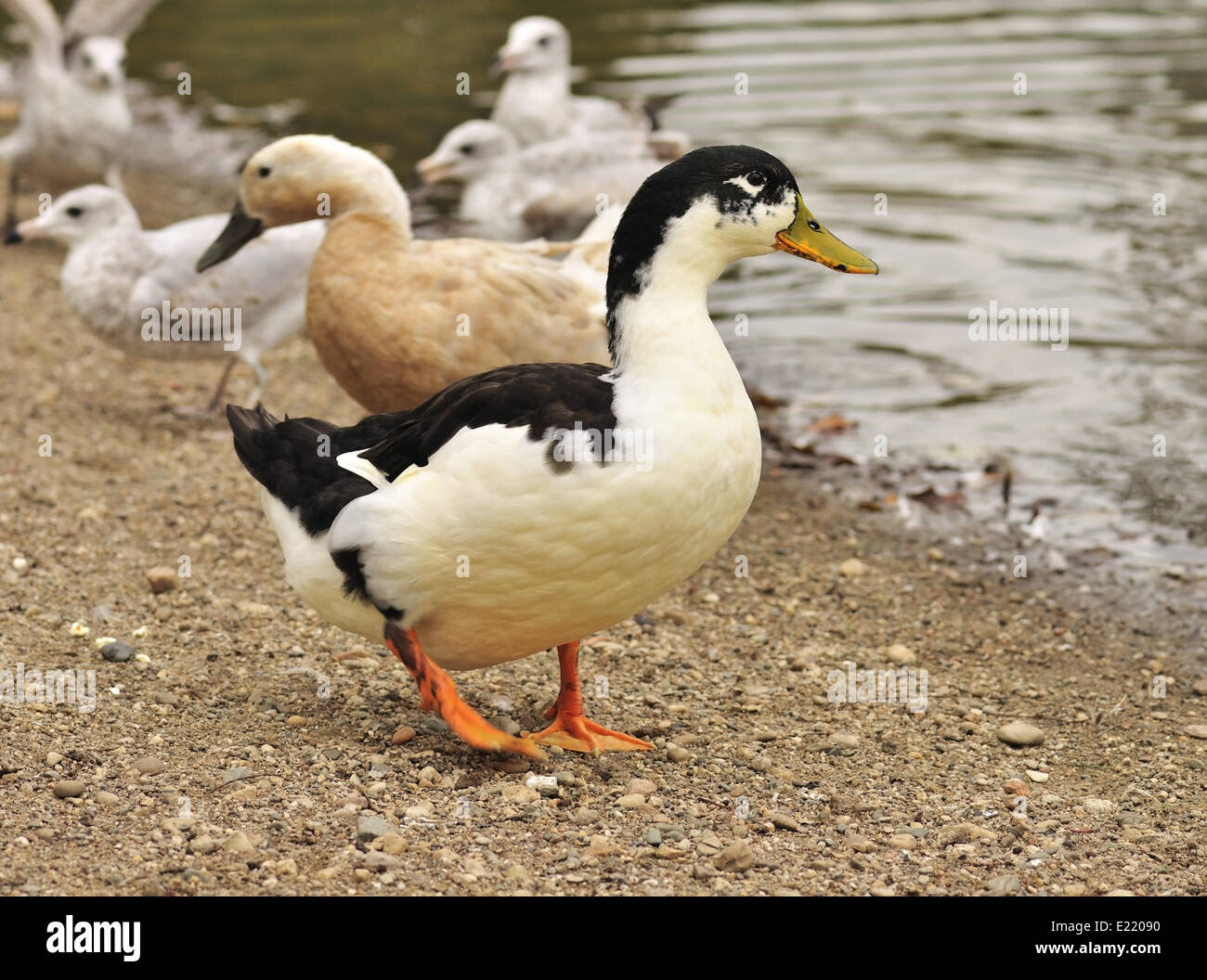 Swamp with ducks hi-res stock photography and images - Alamy