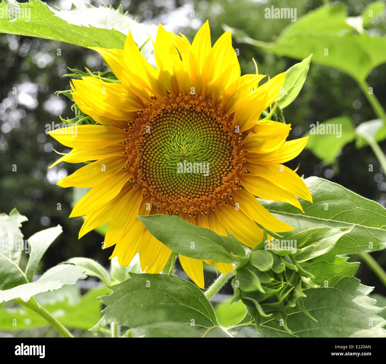 Sunflower collage hi-res stock photography and images - Alamy