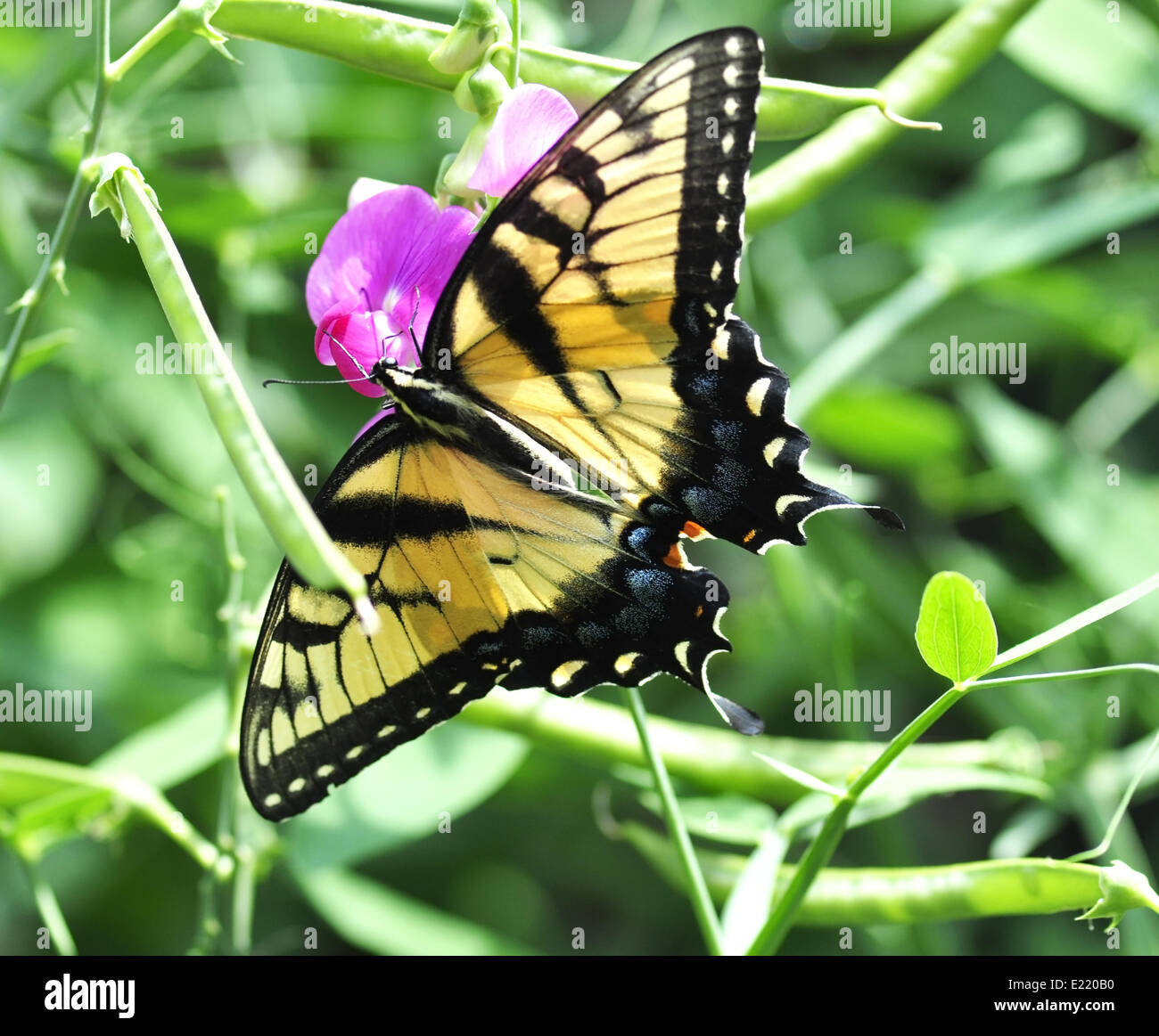Magnificent butterfly hi-res stock photography and images - Alamy