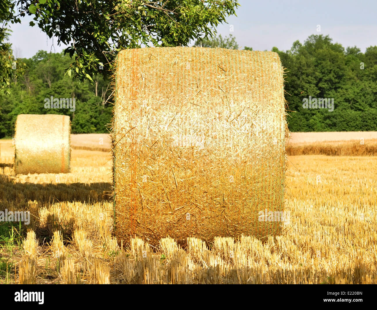 Hay bails in a field Stock Photo - Alamy