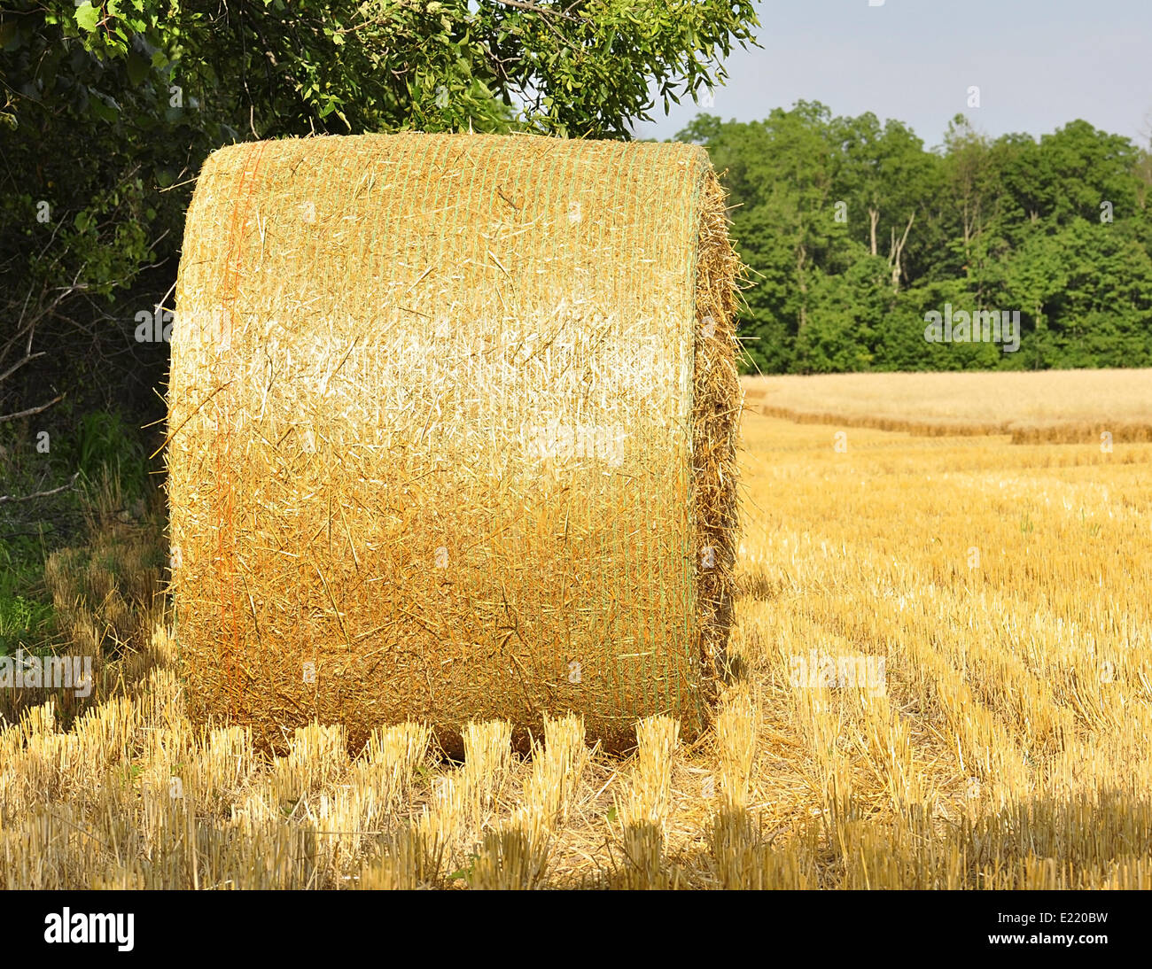 Grass bails hi-res stock photography and images - Alamy