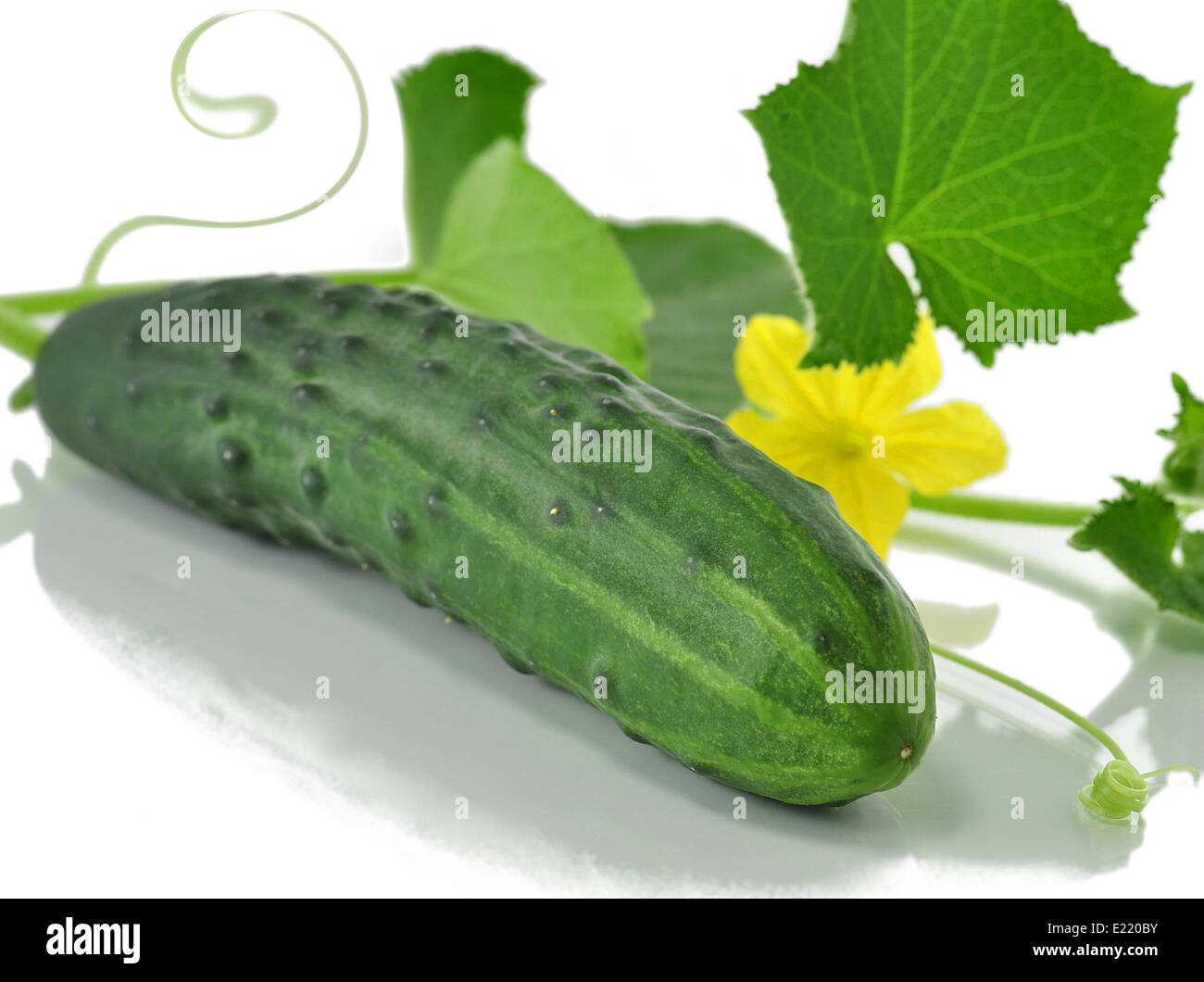 Cucumber ovary hi-res stock photography and images - Alamy