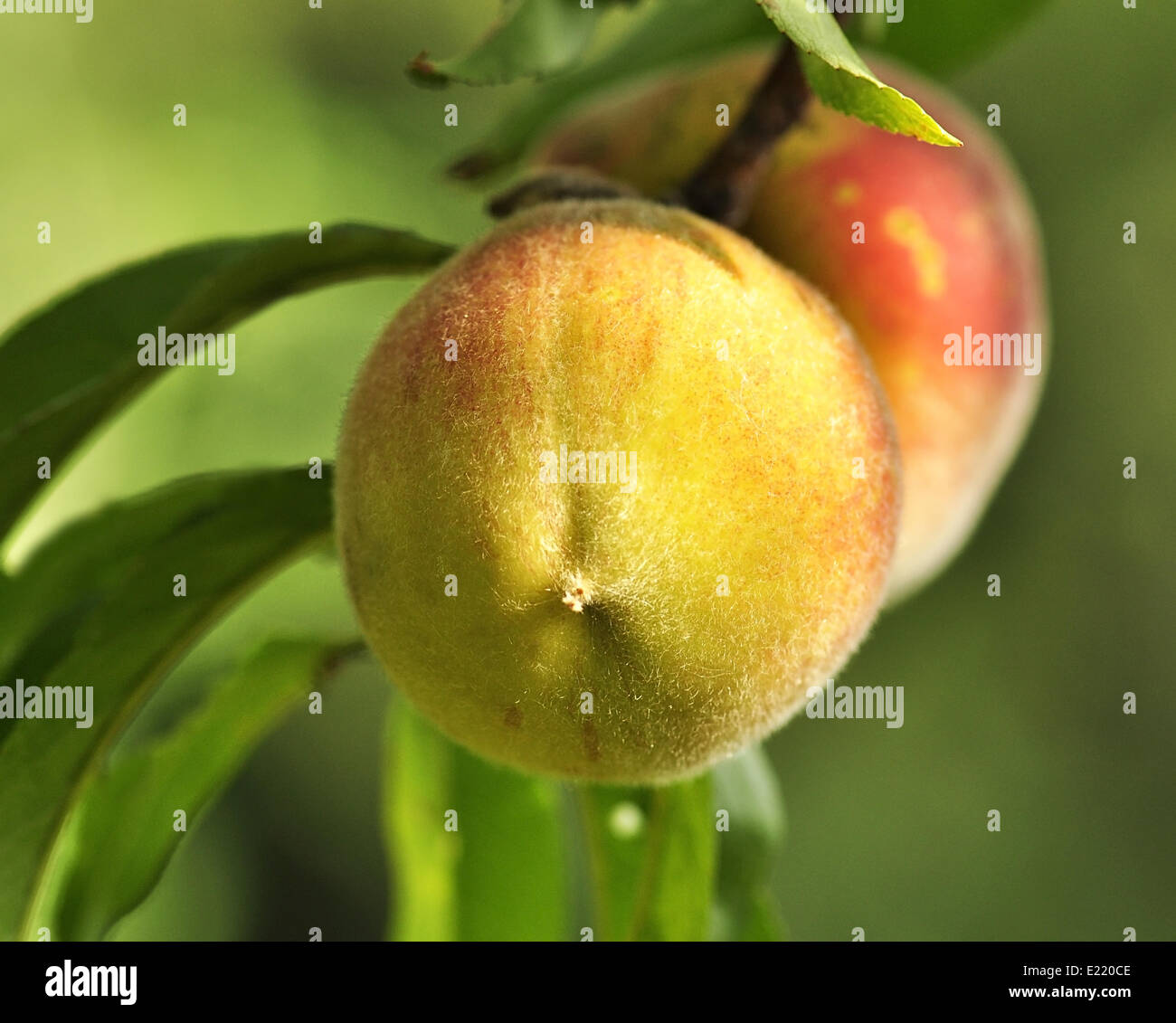 peaches on the tree Stock Photo - Alamy