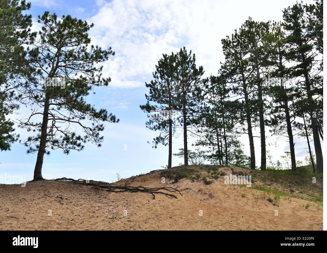 Sand dunes and pine trees hi-res stock photography and images - Alamy