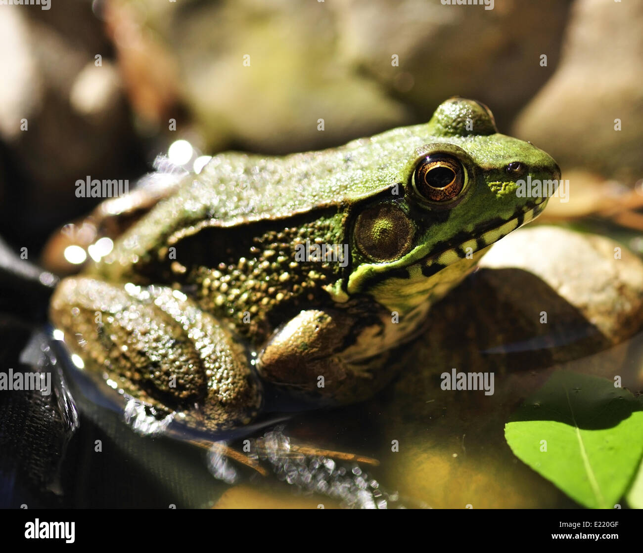 Vibrant green frog hi-res stock photography and images - Alamy