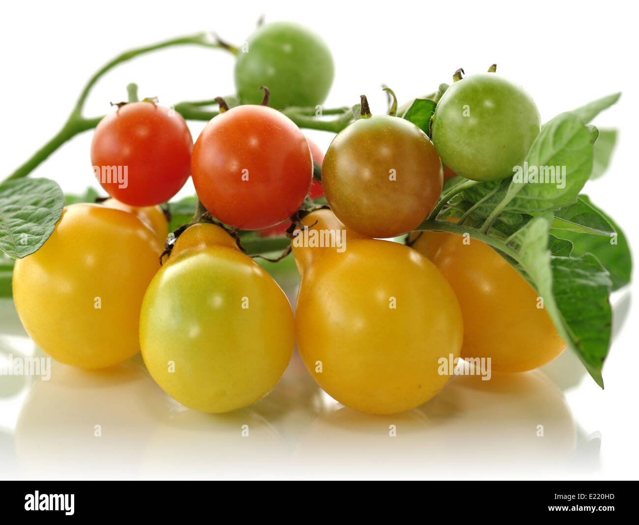 Yellow vine tomatoes hi-res stock photography and images - Alamy