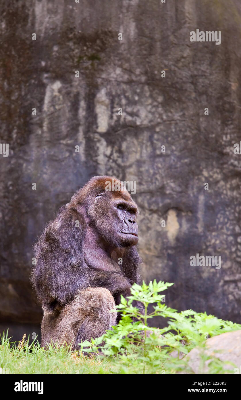 big male gorilla Stock Photo - Alamy
