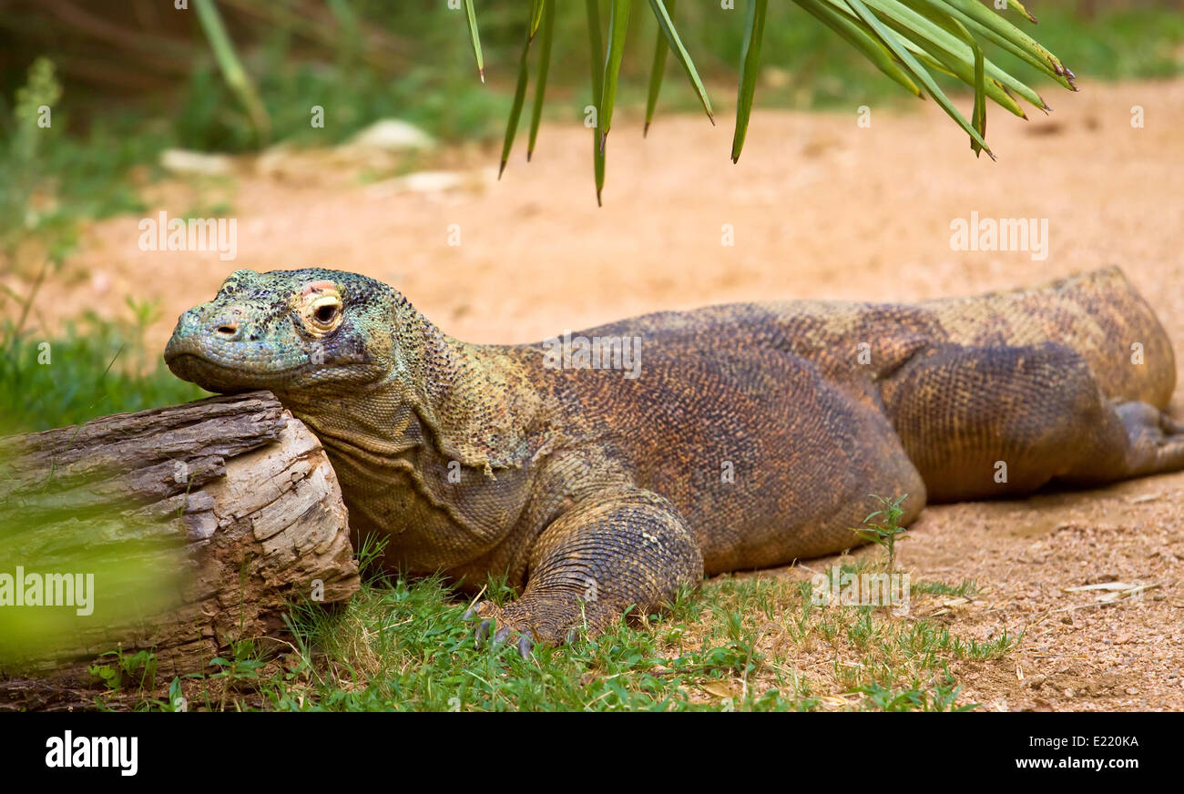 Zoo atlanta monitor lizard hi-res stock photography and images - Alamy