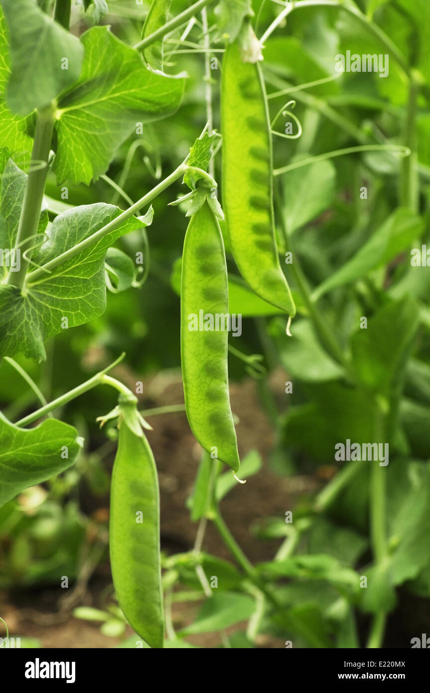 Row of sweet peas hi-res stock photography and images - Alamy