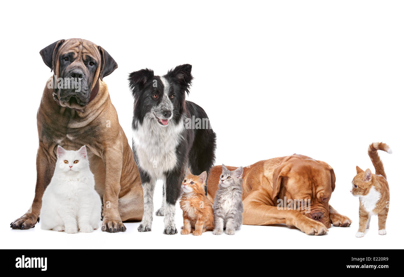 Group Of Dogs And Cats