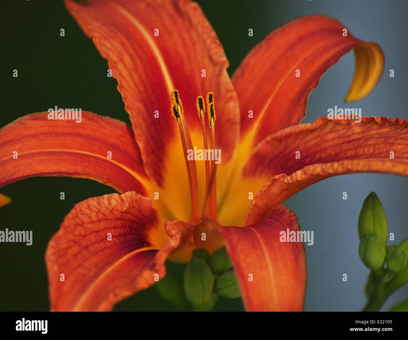 Orange lily hi-res stock photography and images - Alamy