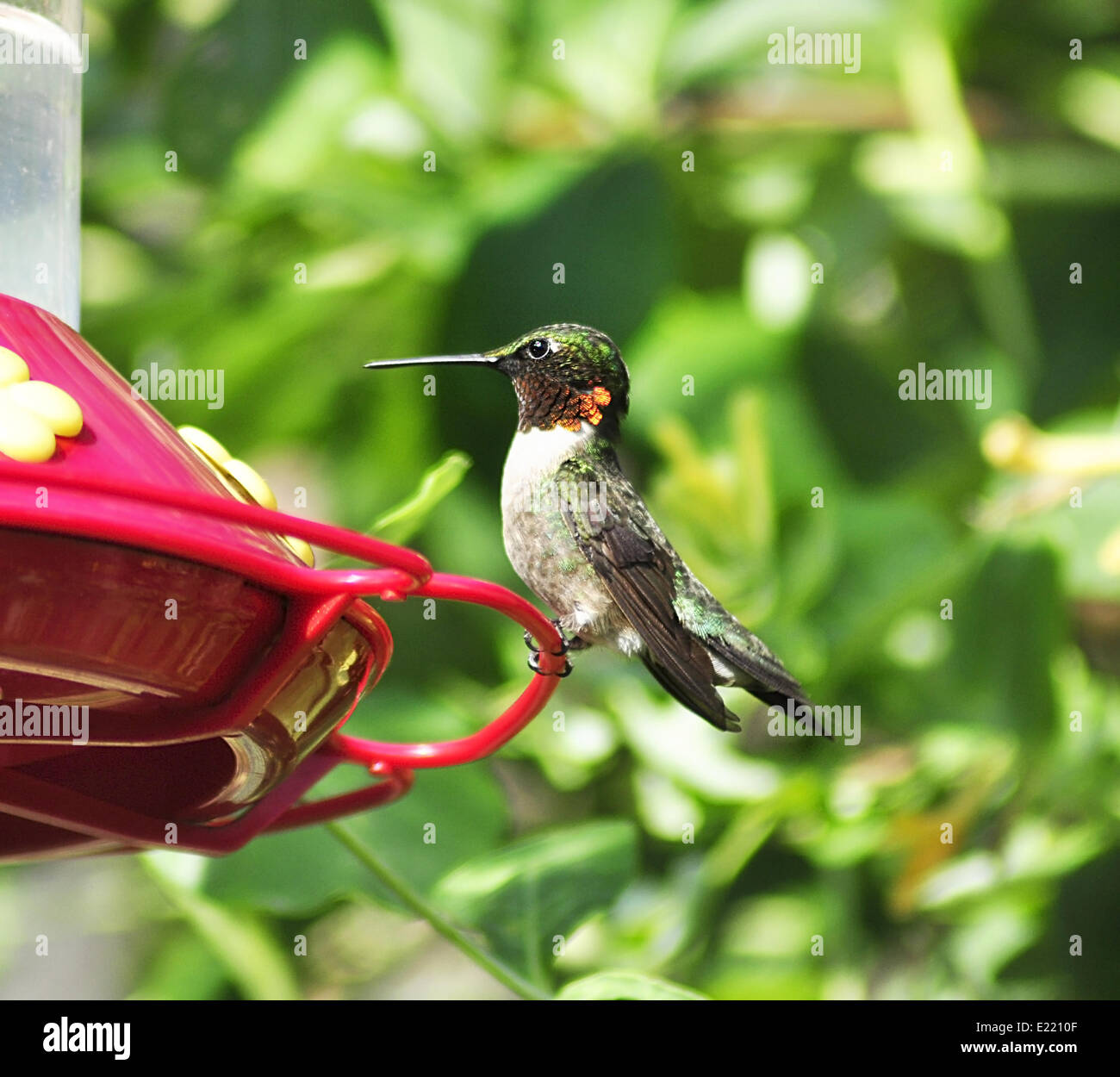 Hummingbird no tail hi-res stock photography and images - Alamy