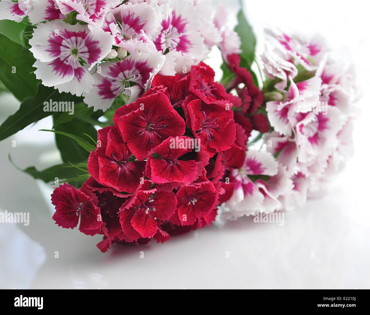 Carnation cluster hi-res stock photography and images - Alamy