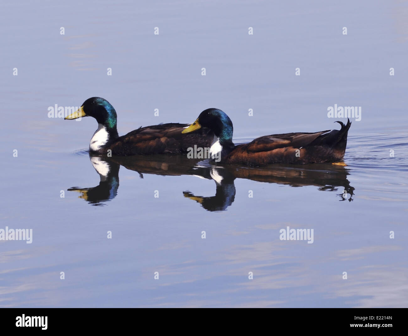 Ducks profile hi-res stock photography and images - Alamy