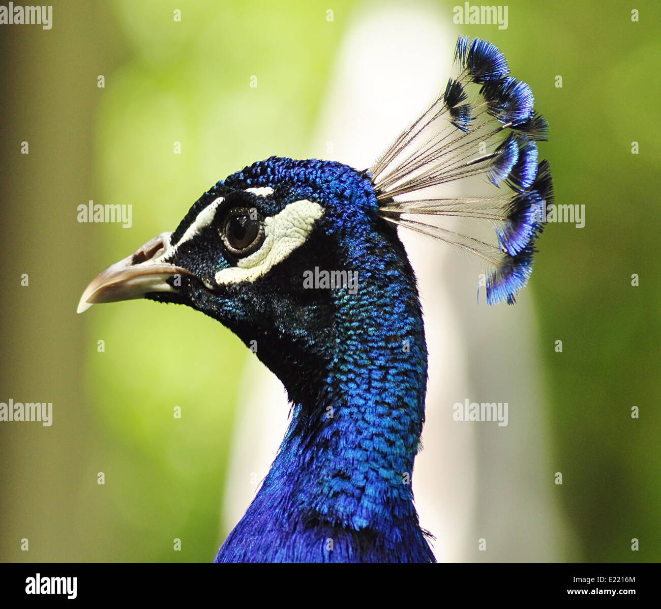 Peacock portrait hi-res stock photography and images - Alamy