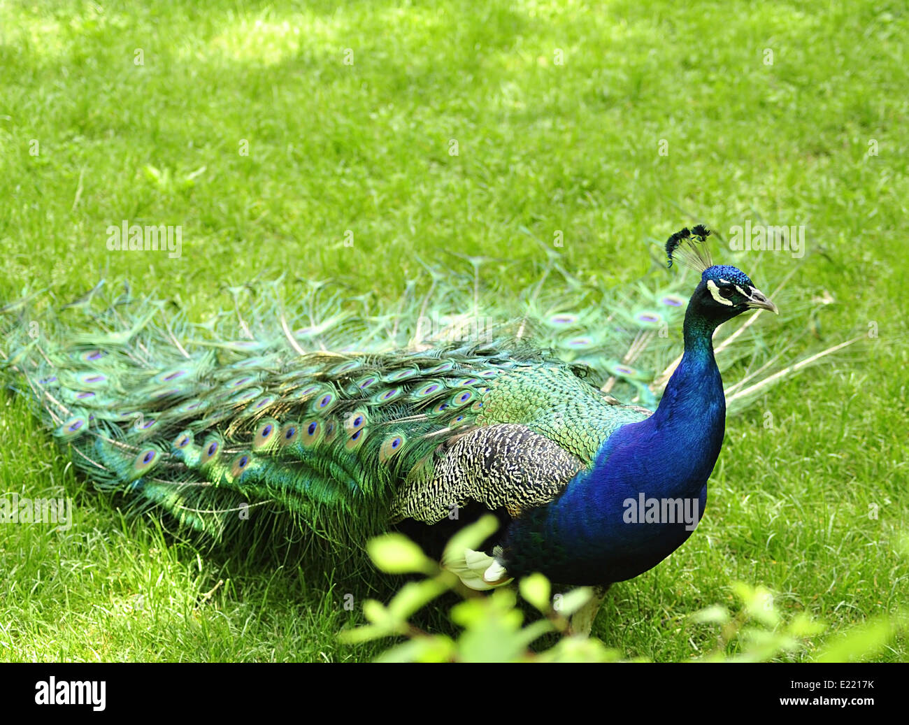 Peacock strut hi-res stock photography and images - Alamy