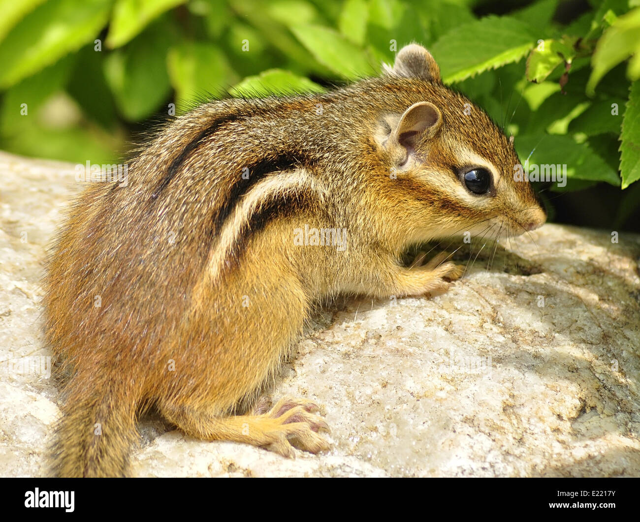 Chipmunk posing hi-res stock photography and images - Alamy