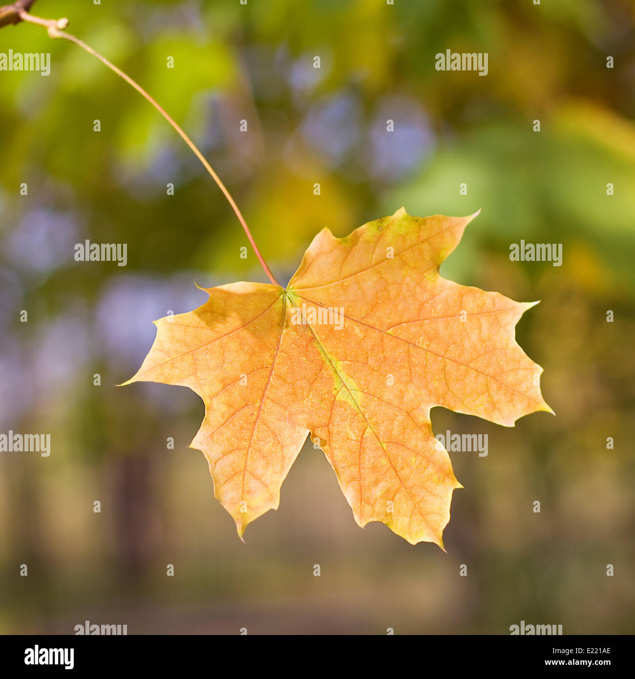 Autumn leaf hi-res stock photography and images - Alamy