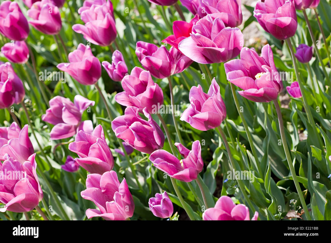 Pink tulip flowers field Stock Photo - Alamy