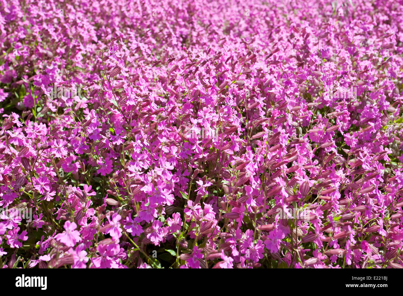 field of red flowers Stock Photo - Alamy