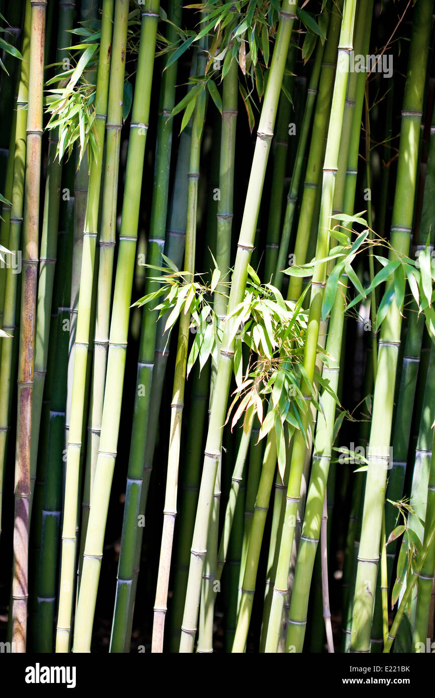 Asian Bamboo forest with morning sunlight Stock Photo - Alamy