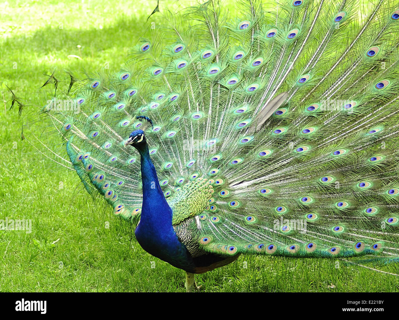 Peacock wings hi-res stock photography and images - Alamy